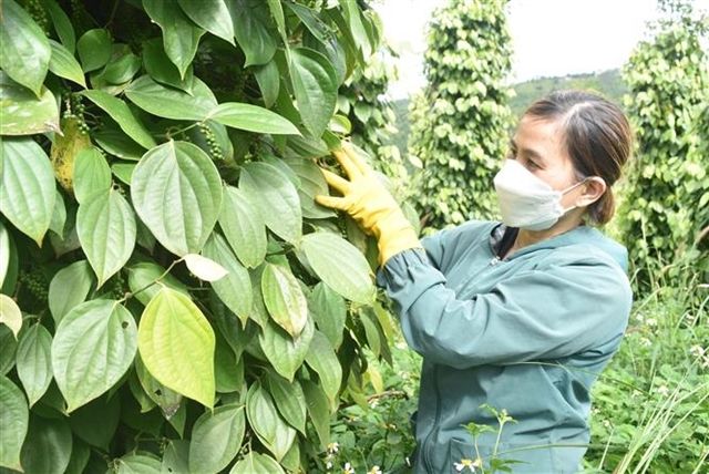 Vietnam’s black pepper price hits all-time high | The Star