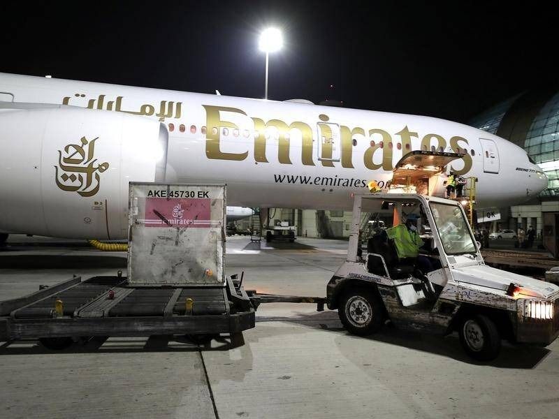 Emirates flight lands safely after hitting flamingos in Mumbai | The Star