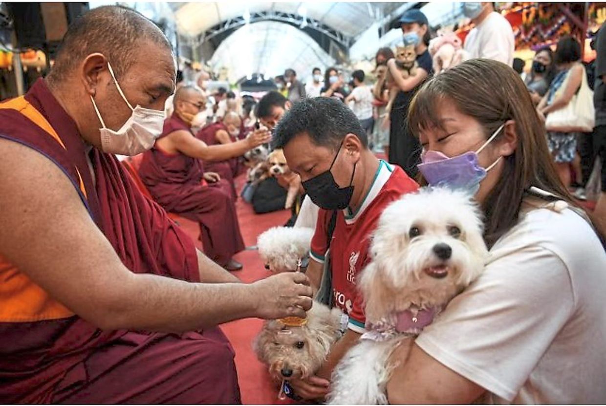 Fewer animals released | The Star