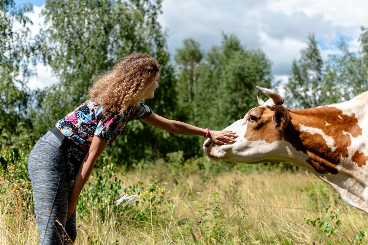 Do cows prefer spending time with women than men? This study says yes ...