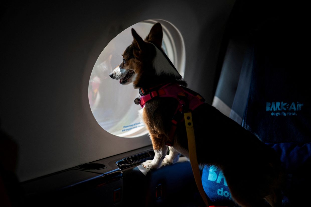 This airline wants all dogs to fly first class | The Star