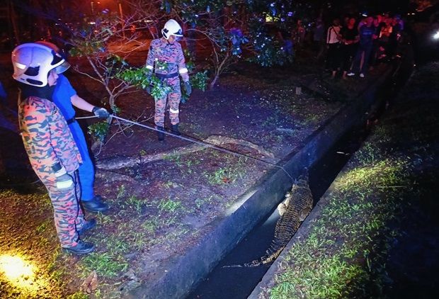 Second 3m long crocodile captured in Kota Kinabalu’s public park | The Star