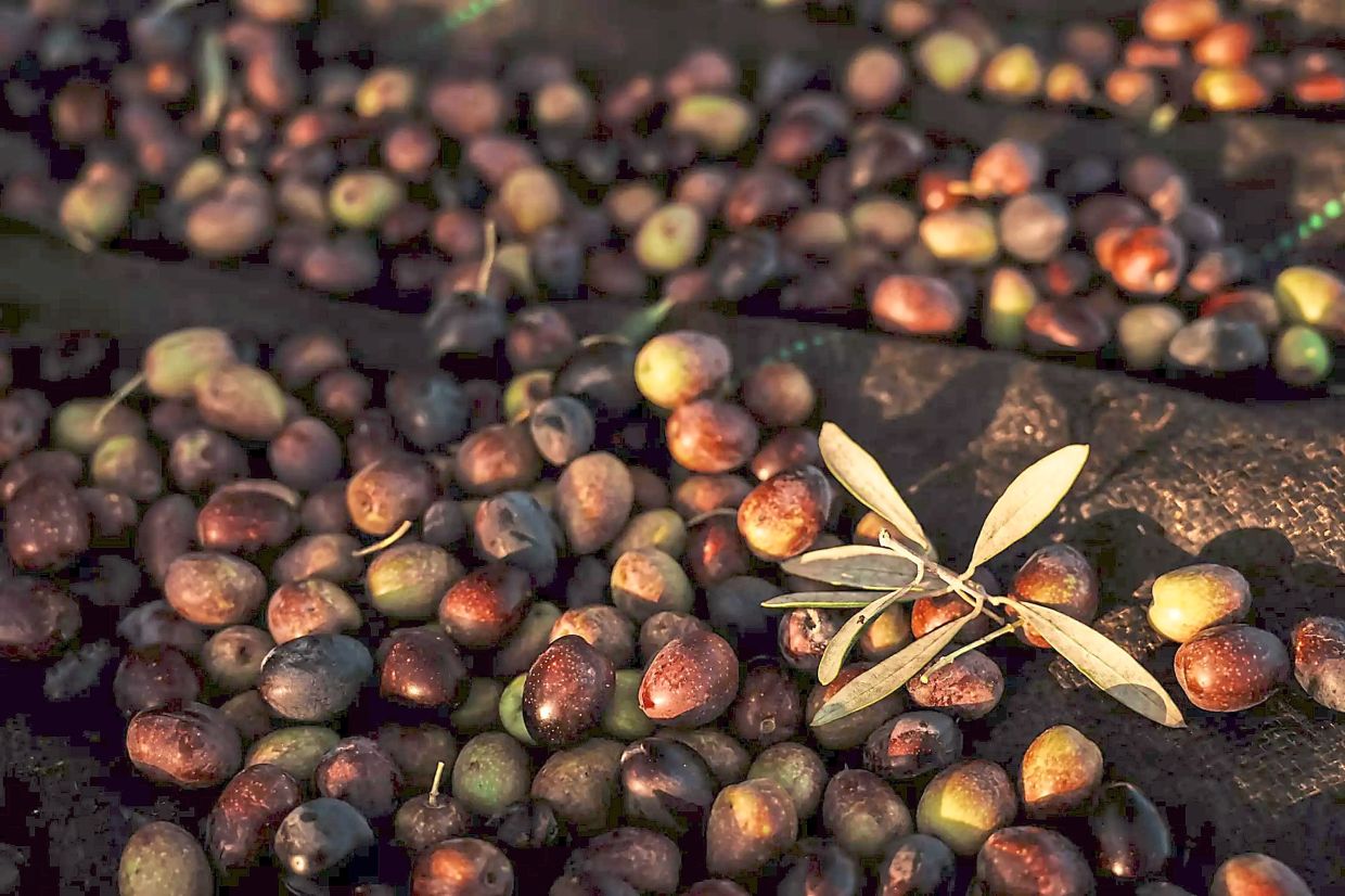 No olive branch | The Star