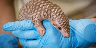 Baby pangolin is born at Quang Nam rescue centre | The Star