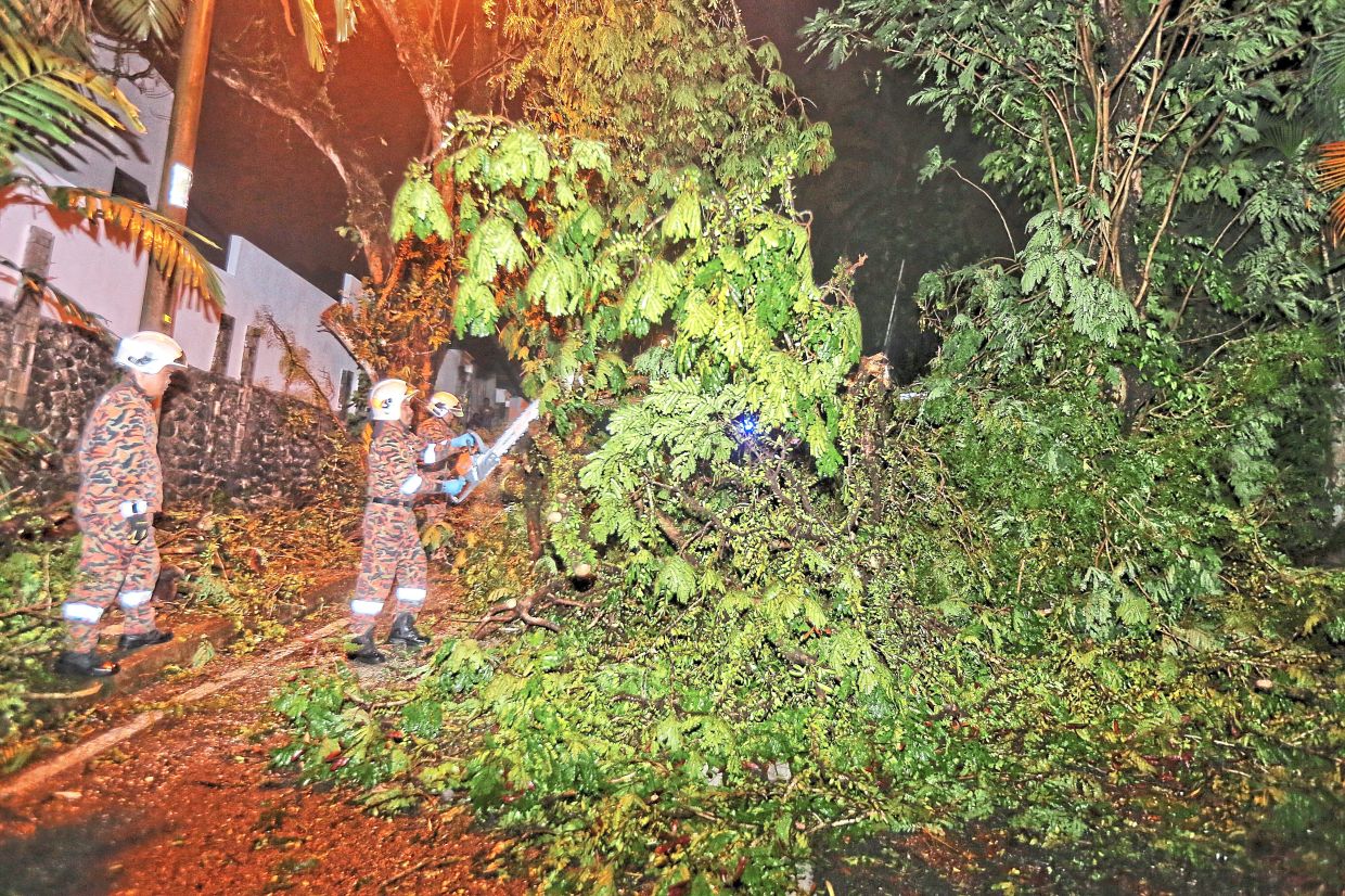 Call for better tree management | The Star