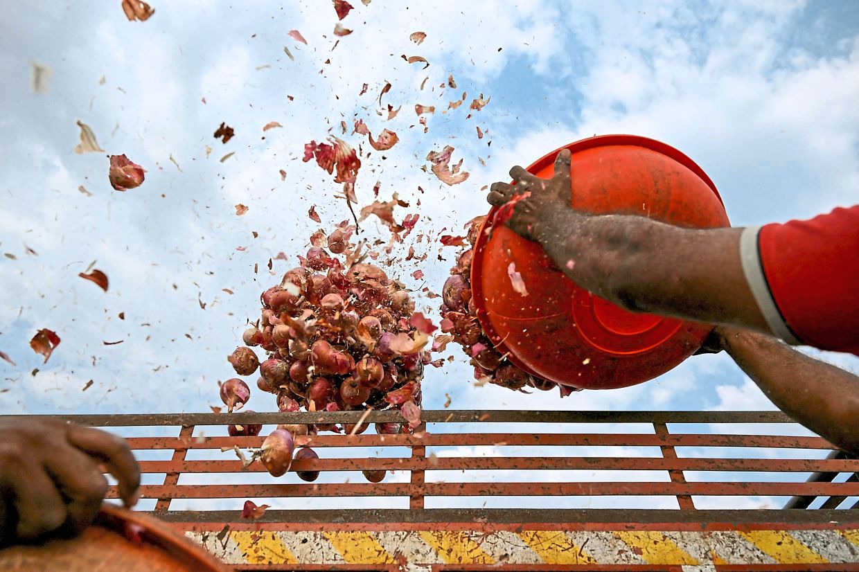 Onion farmers cry foul at politicians’ price recipe | The Star