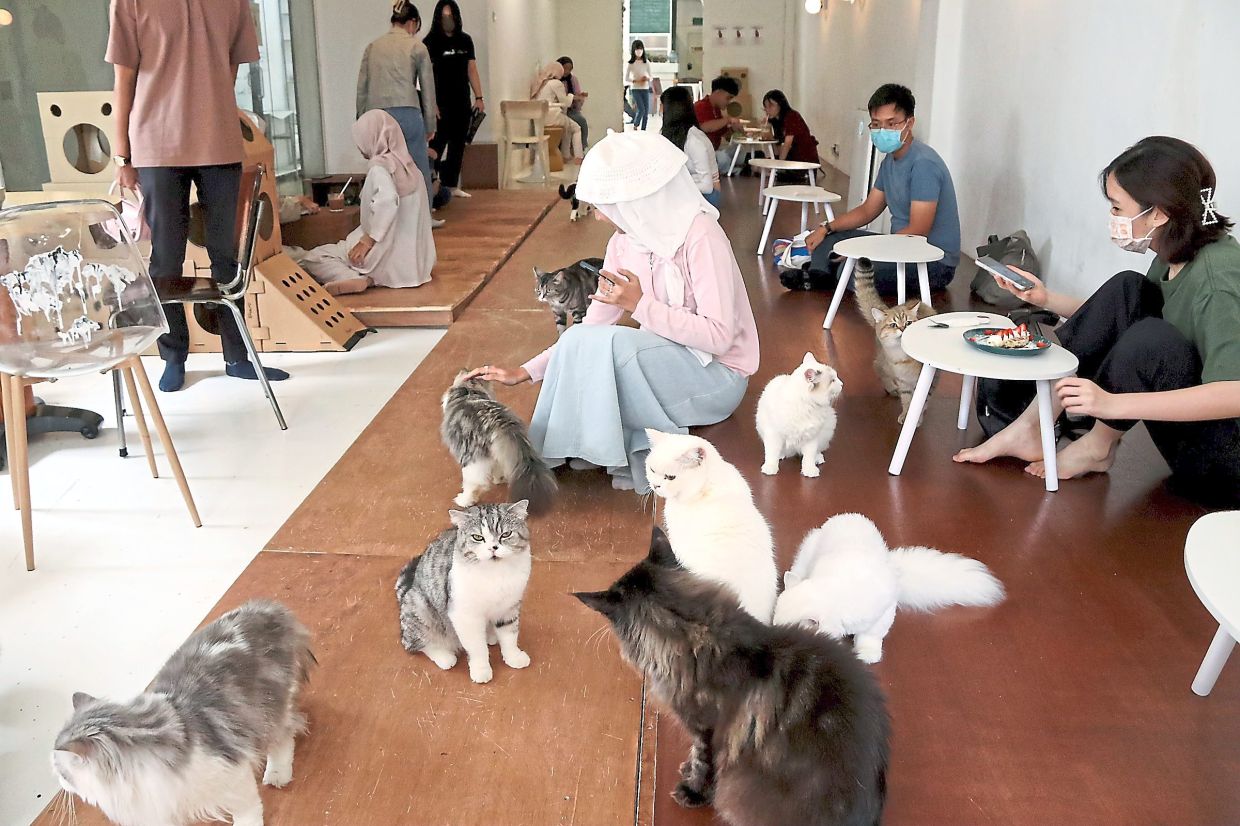 Kitty cafes a hit with customers | The Star