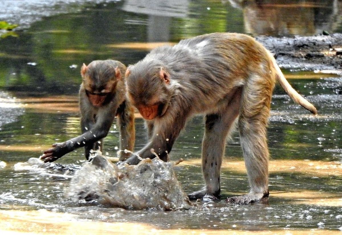 India heatwave hits wildlife as thirsty monkeys drown in well | The Star