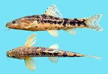 New loach species found in central Myanmar | The Star