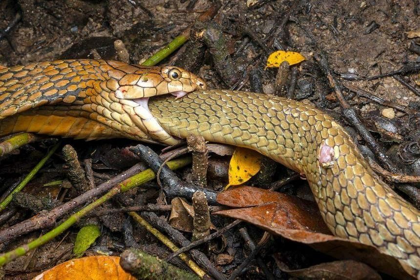 A clash of royalty: King cobra cannibalism documented for the first ...