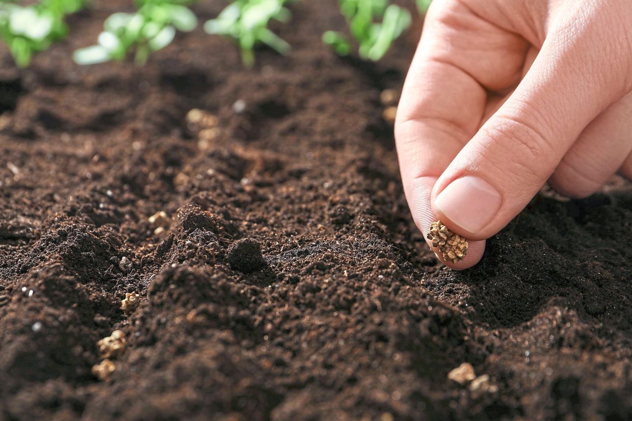 Ask the Plant Doctor! Cultivating vegetables from seeds | The Star