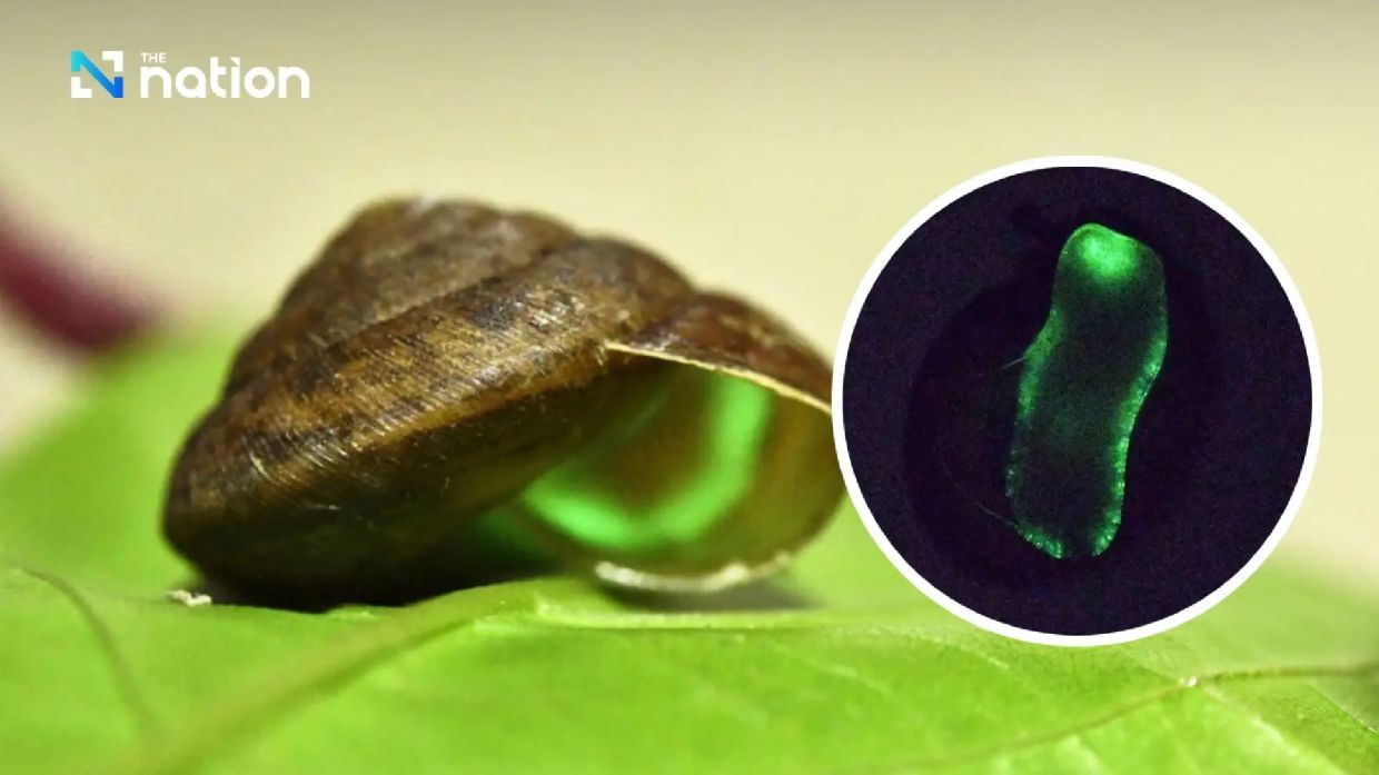 Thailand’s ‘living glow stick’ snail named mollusc of the year | The Star
