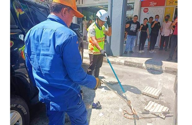 Rare dog-toothed cat snake found in Sibu town | The Star