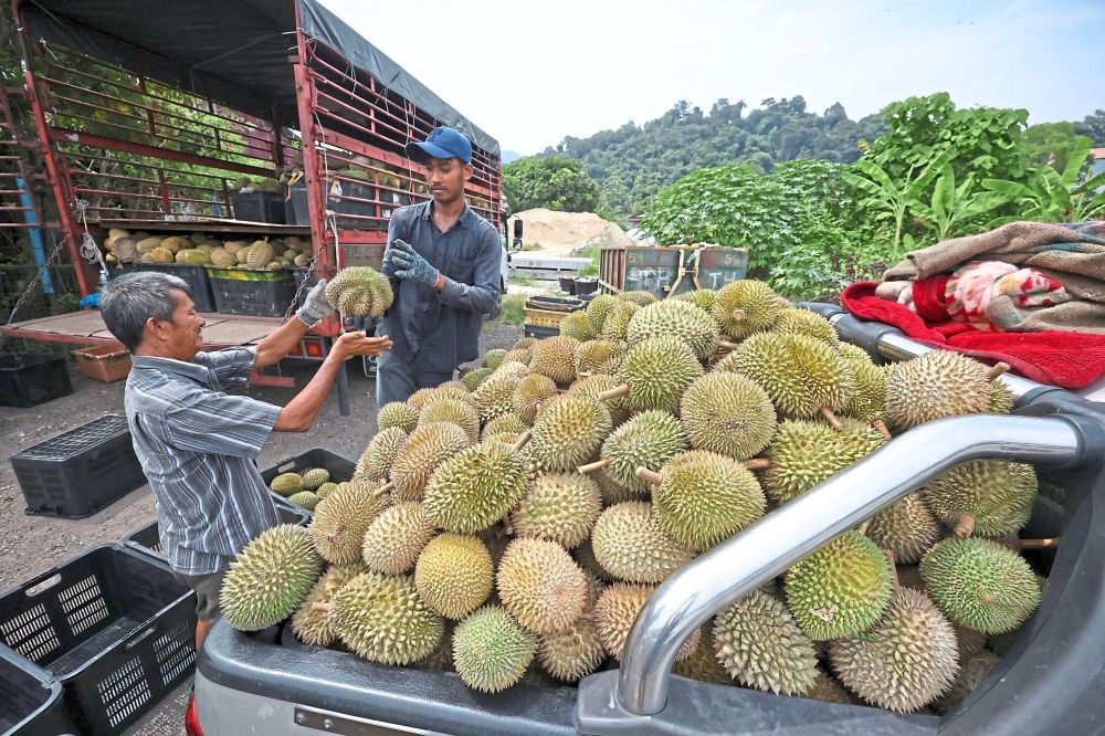 Speedy process key to success of fresh durian exports | The Star