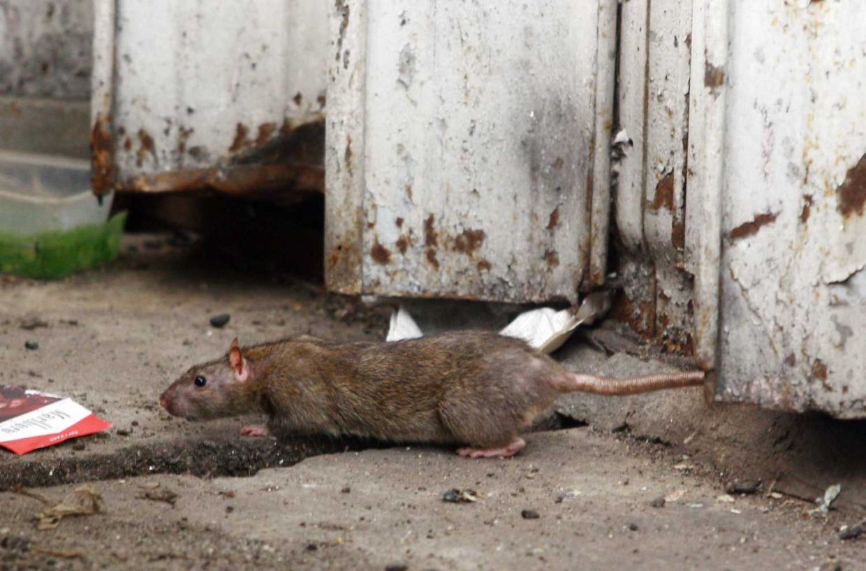 The unseen threat of rat infestation | The Star