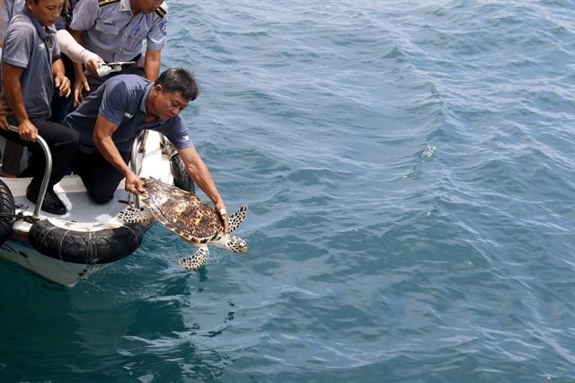 Rare sea turtles released to nature in Binh Thuan province | The Star