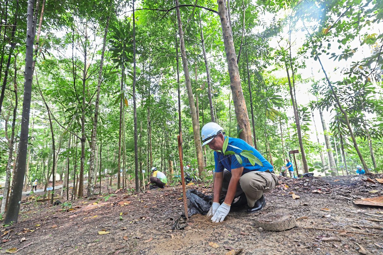 Millions of trees planted in Sabah | The Star