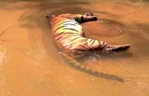 Poser over tiger found dead in river | The Star