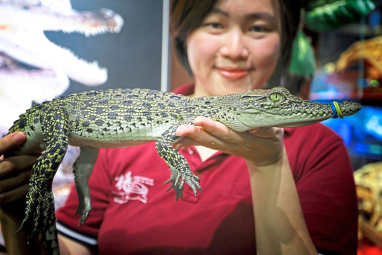 Croc numbers double in a decade | The Star