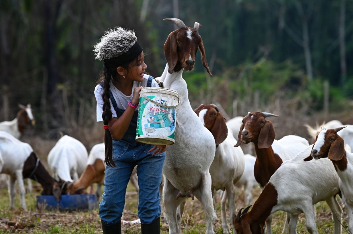 Meet Rania, the 11-year-old 'goat whisperer' | The Star
