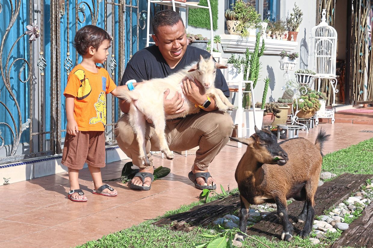 When a goat is the GOAT of pets | The Star