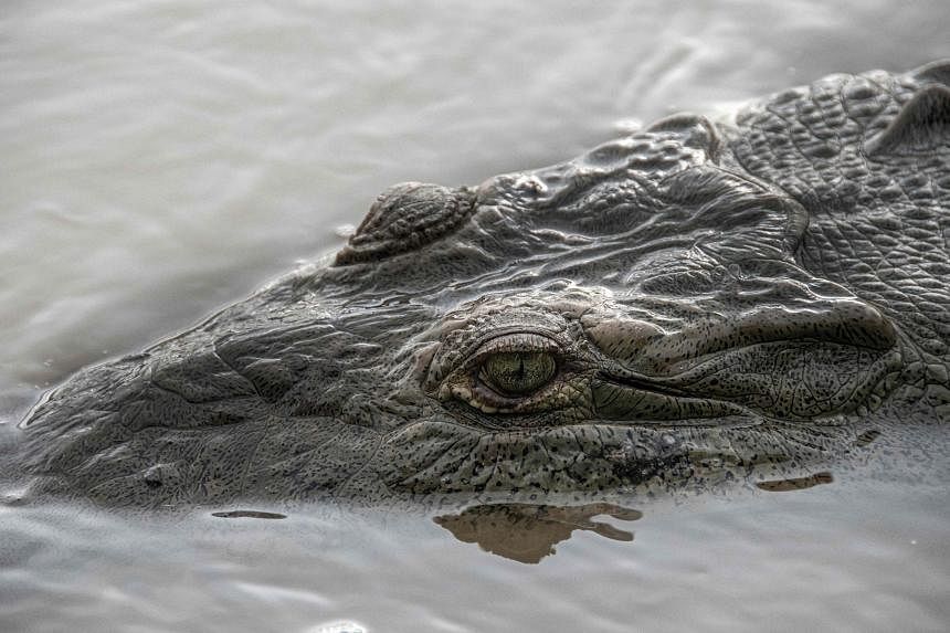 Australian police find remains after suspected croc attack | The Star