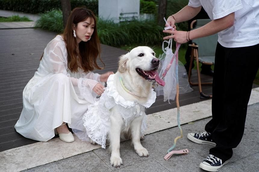 Saying 'I woof': Canine weddings on the rise in fast-ageing China | The ...