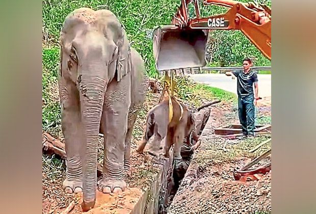 Baby jumbo reunites with mum | The Star