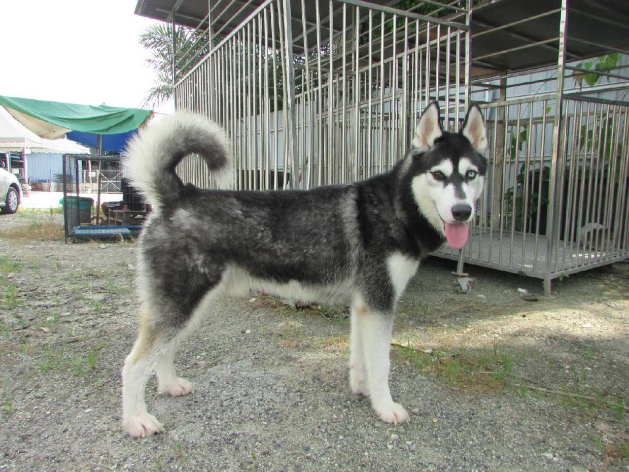 Alleged husky abuse case filled with twists | The Star