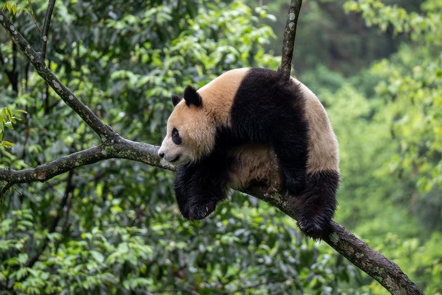 China's first panda college to open doors in Sichuan | The Star