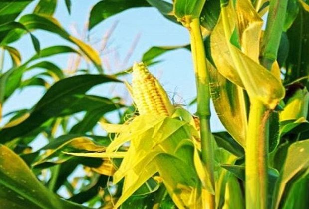 High-level committee to drive national grain corn industry development ...