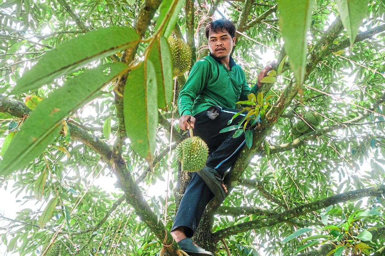 For some,durian is not $melly at all | The Star
