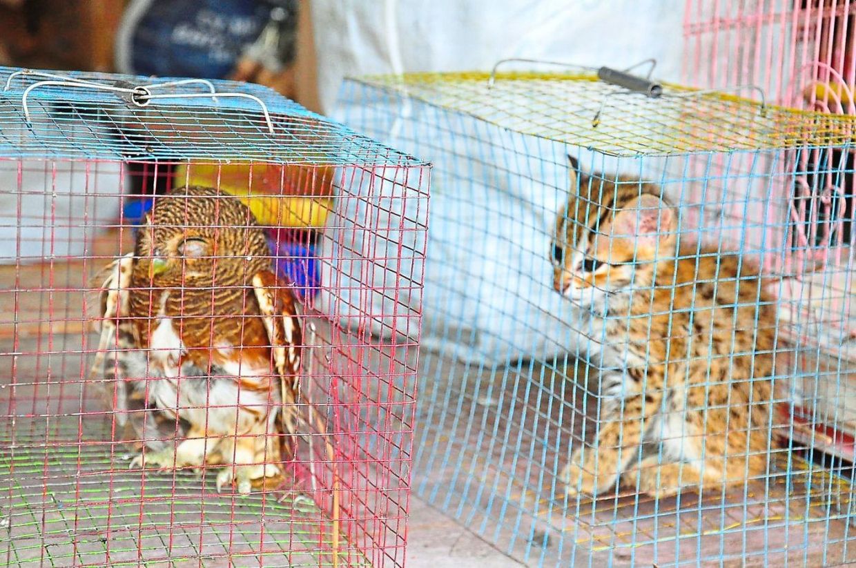 Dark trade on social media | The Star