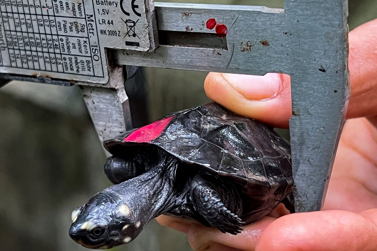 First hatchling in captivity offers hope for Cambodia's endangered ...
