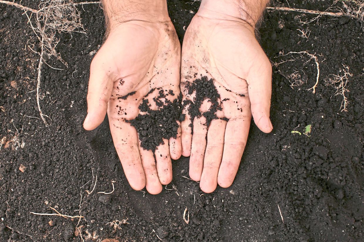 To burn or not to burn soil | The Star