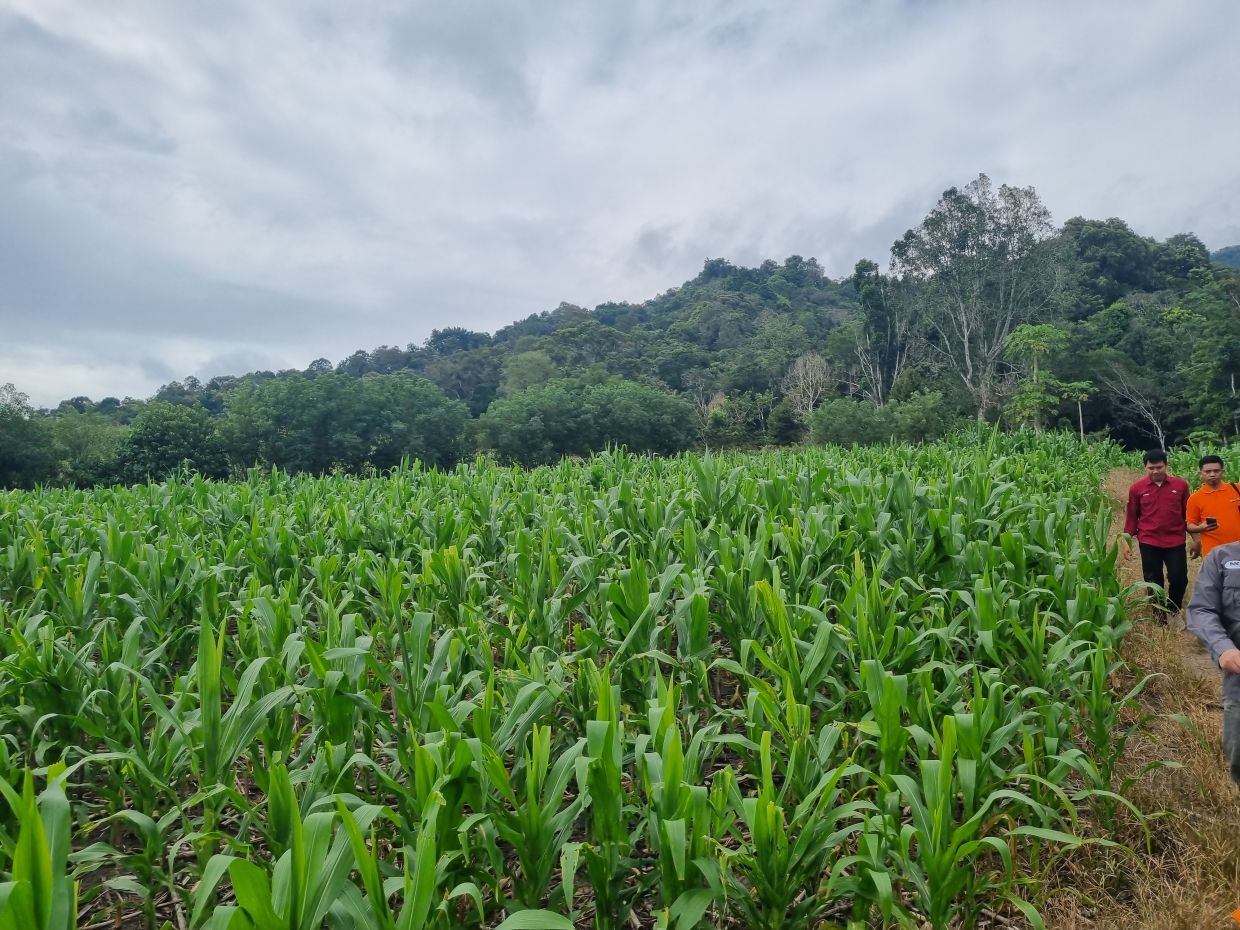 Inclusive and sustainable interventions enhance the productivity of ...