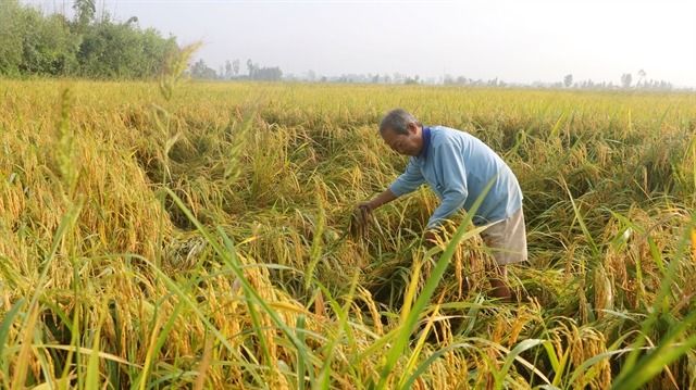 Heavy rains damage rice crop in Vietnam's Mekong Delta | The Star