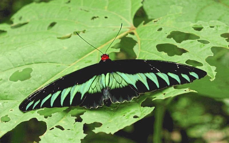 Sabah conserves national butterfly | The Star