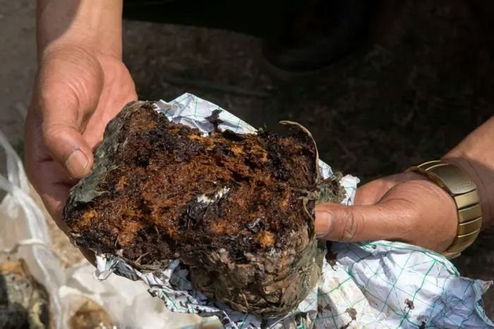 37kg of raw opium seized in Myanmar's Sagaing | The Star