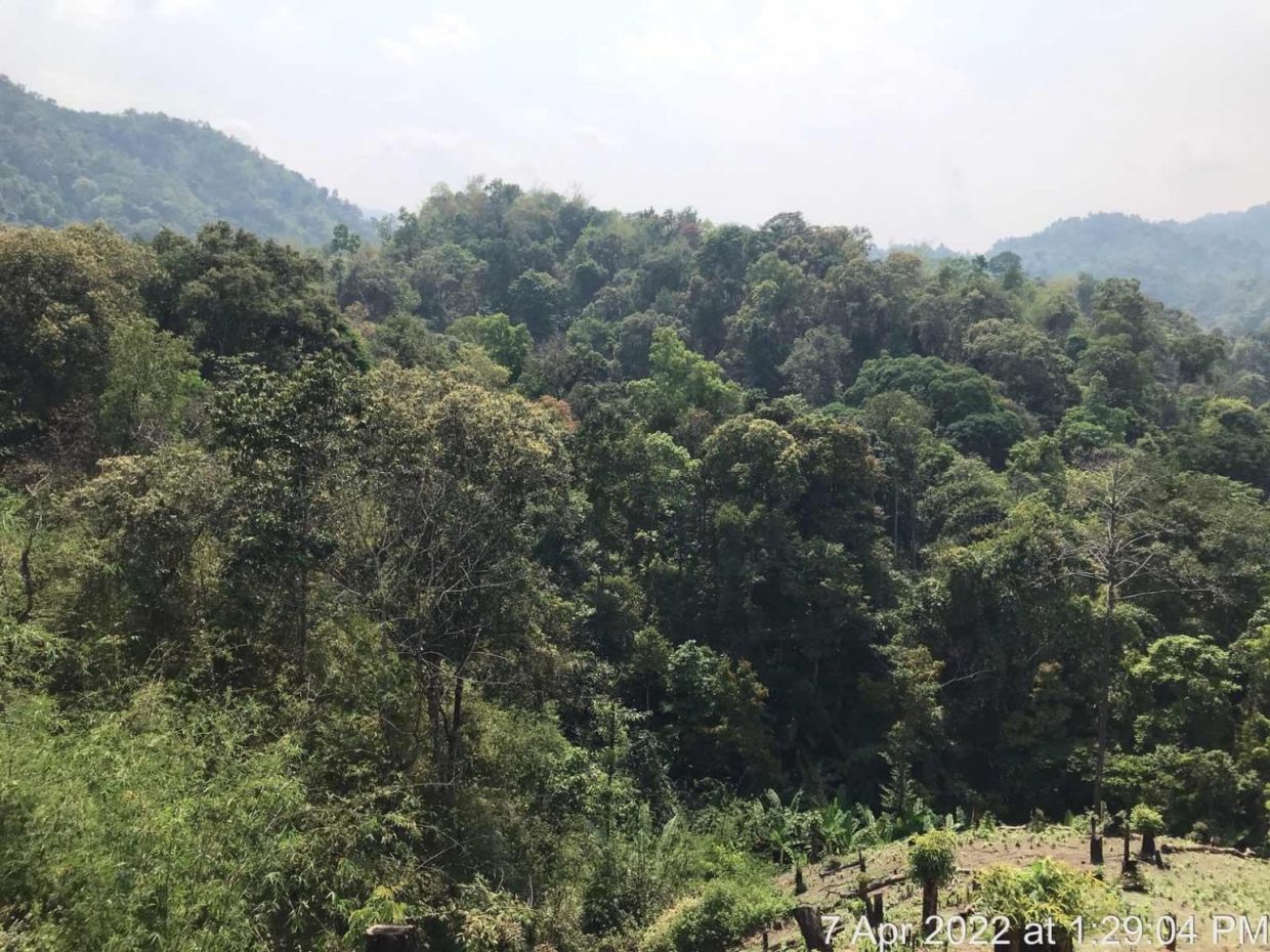 Myanmar designates new protected public forest area in eastern state ...