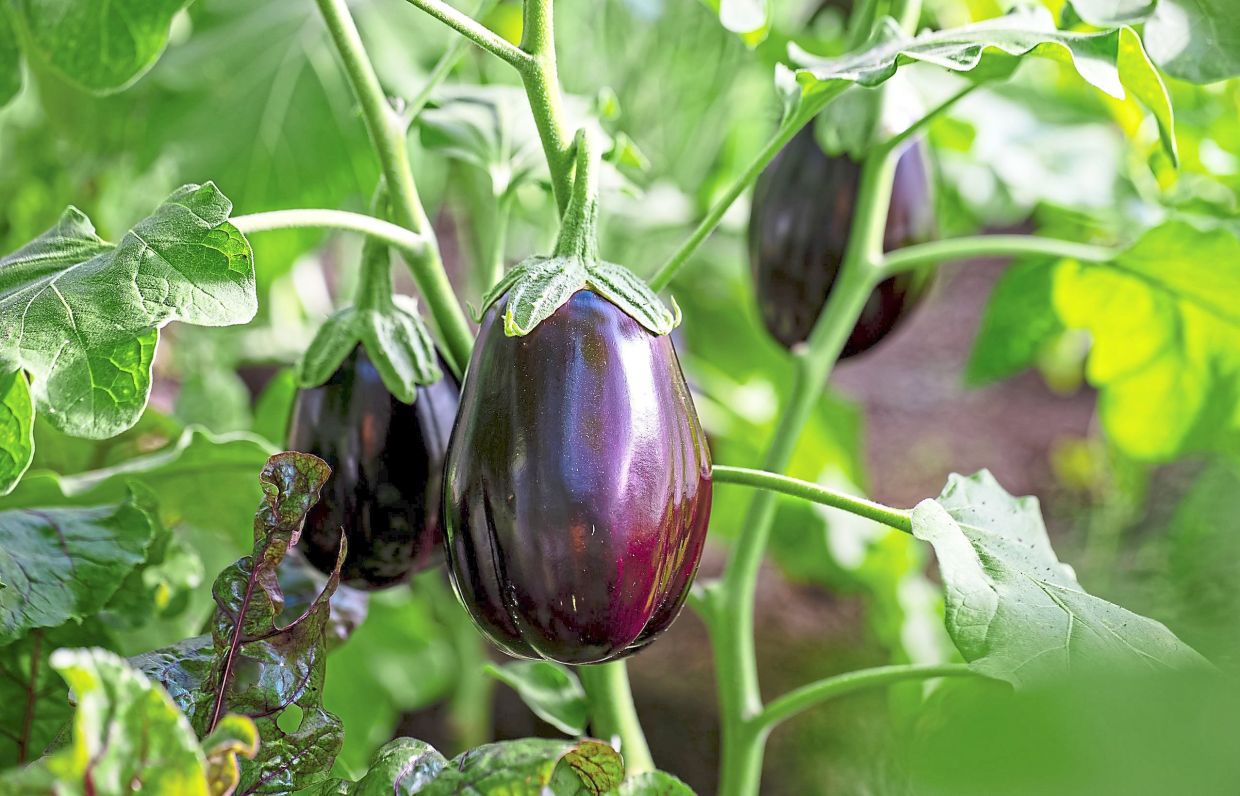 Ask the Plant Doctor! Beginners’ guide to growing vegetables | The Star