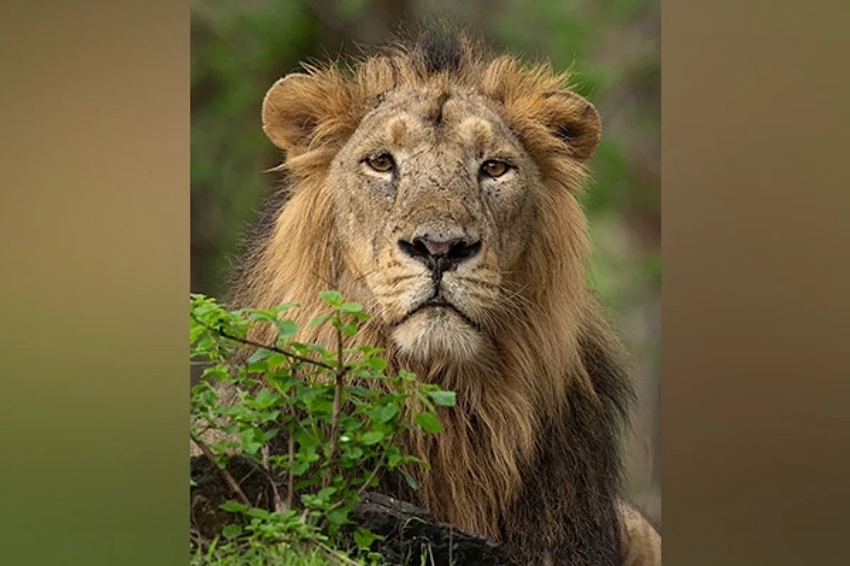 World Lion Day: PM Modi shares stunning pictures, lauds ...