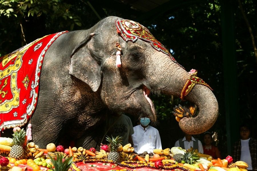 Yangon Zoo celebrates World Elephant Day with stories of its oldest ...