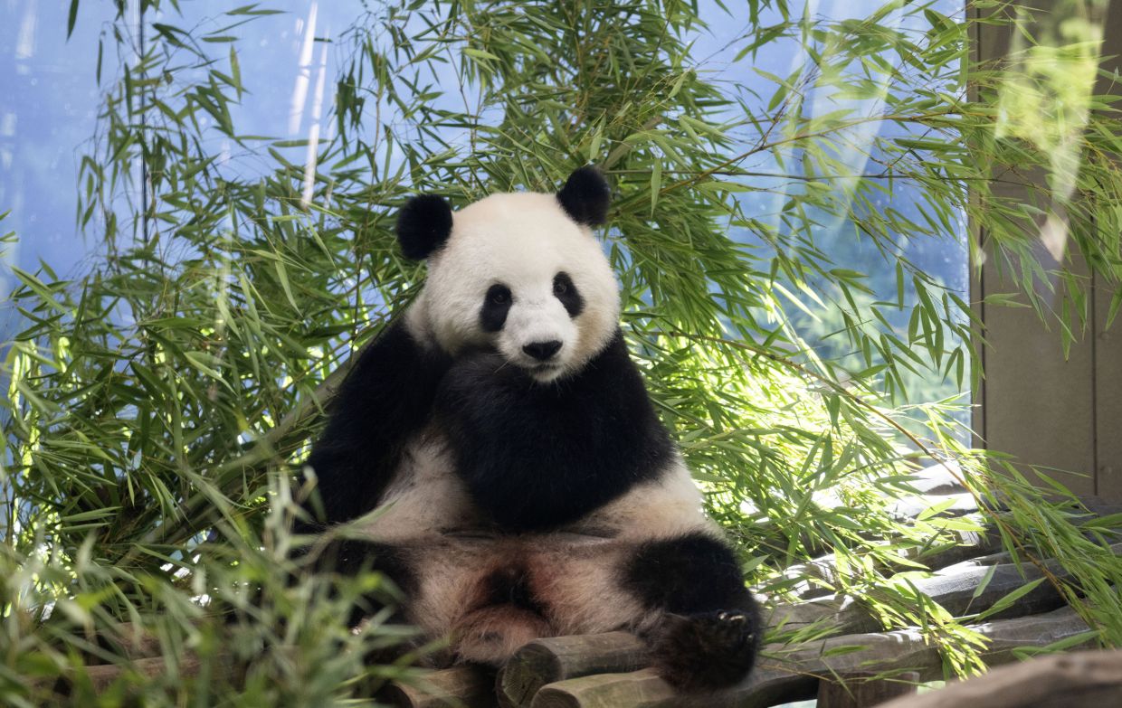 Meng Meng, Berlin Zoo's female giant panda, is pregnant with twins ...