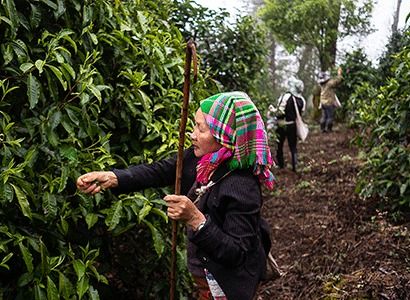 Unlocking Laos’ tea potential: Govt balancing growth with fair returns ...