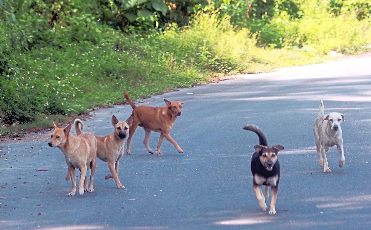 Neutering drive aims for paw-sitive effect on Perak's stray dog issue ...