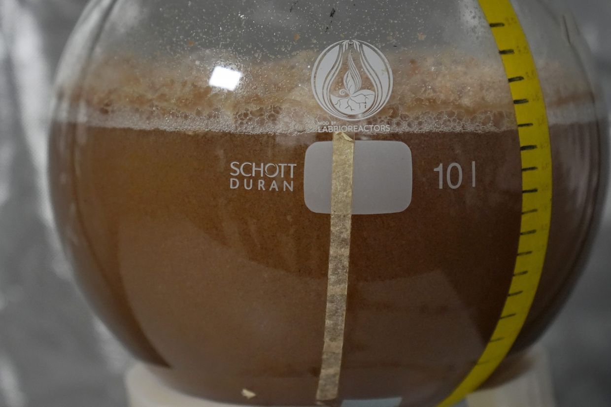 High demand for chocolate leads to new ways to grow cocoa and other ...