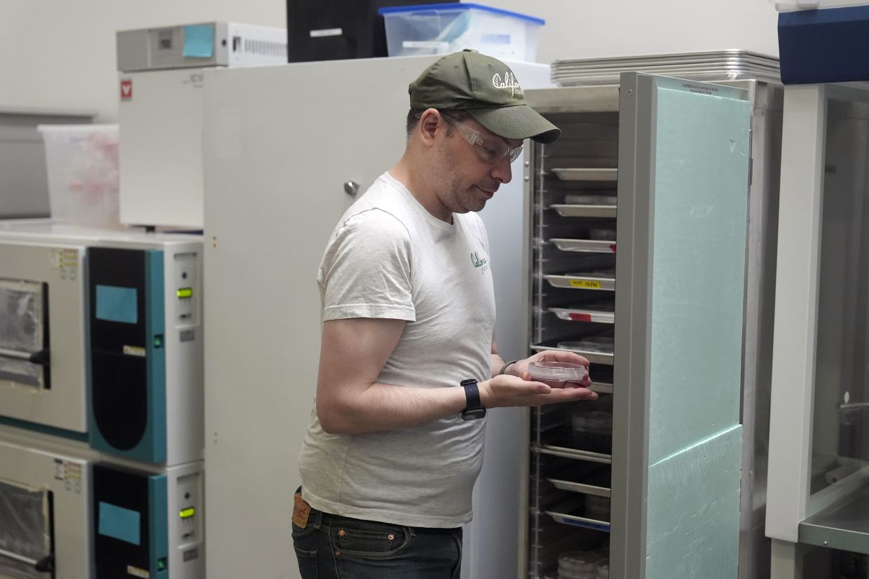 High demand for chocolate leads to new ways to grow cocoa and other ...