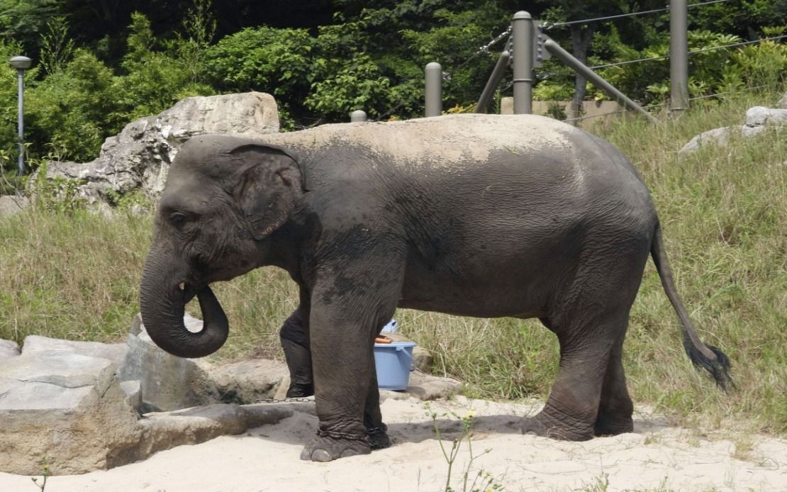 Asian elephant given by Myanmar dies in Japanese zoo | The Star
