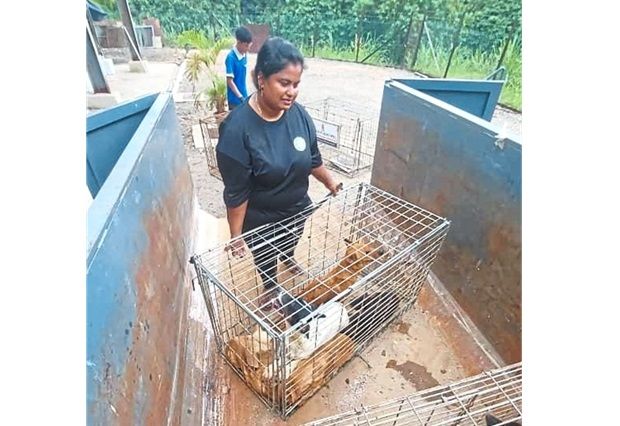 Ire over excessive catching of strays | The Star